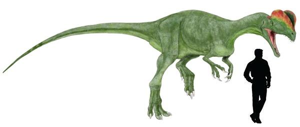 Los animales en la prehistoria: Animales prehistóricos con la letra D