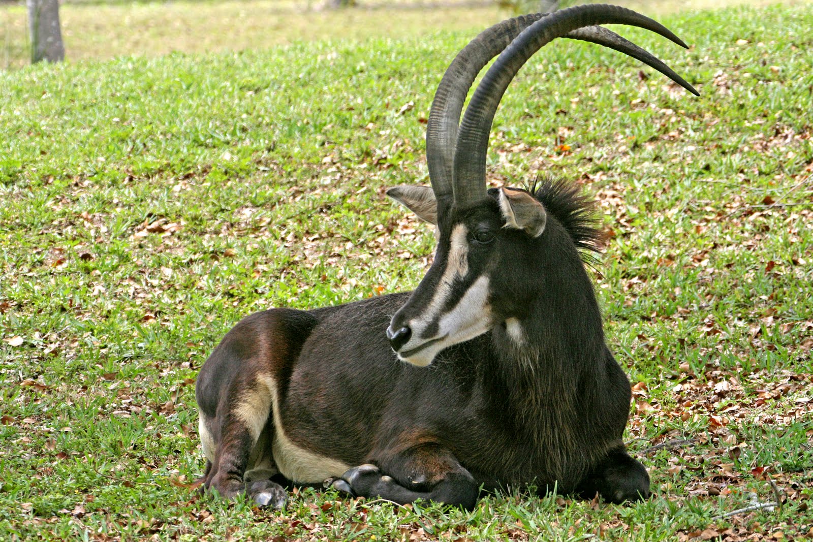 El ojo del buitre: Antílope negro ó sable (Hippotragus niger)