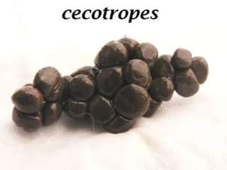 Cecotropes