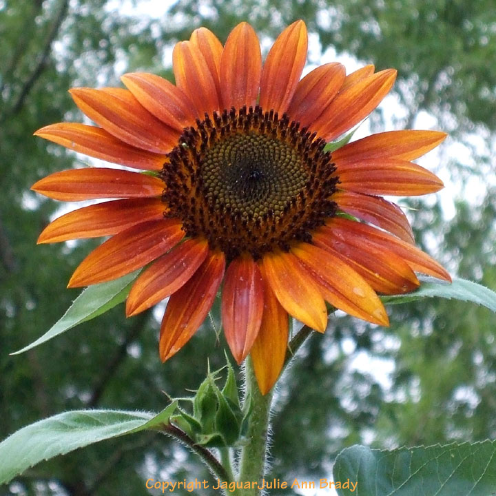 Julie Ann Brady : Blog On: Autumn Beauty Sunflower Pictures
