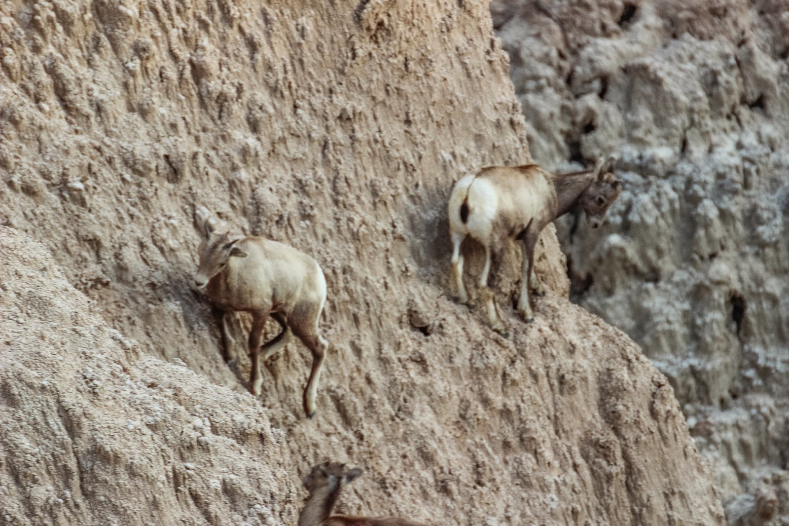 Cannundrums: Rocky Mountain Bighorn Sheep - South Dakota