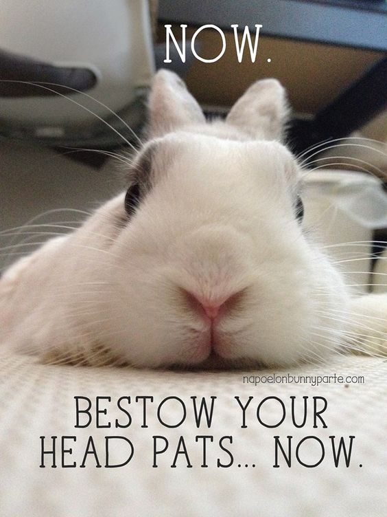 Happy Bunny Memes
