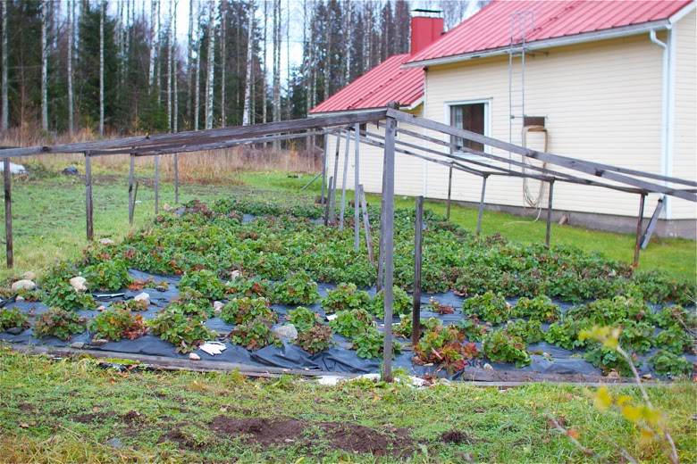 The Wardens Today: FINNISH FARM