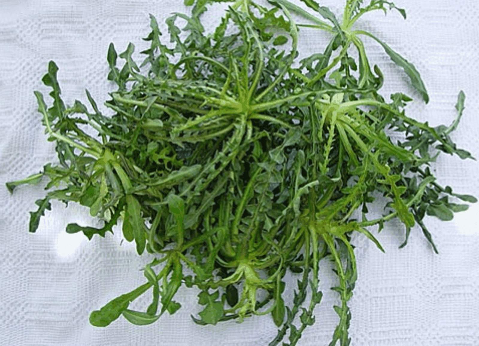 kapistrinews: Σταμναγκάθι: Ένα μυστικό από την Κρήτη για ευζωία και ...