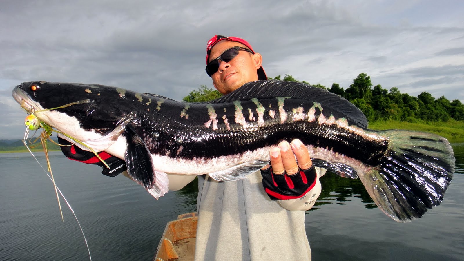 Thailand Giant Snakehead (Toman) And Wild Fishing.: Mama Toman Frenzy ...