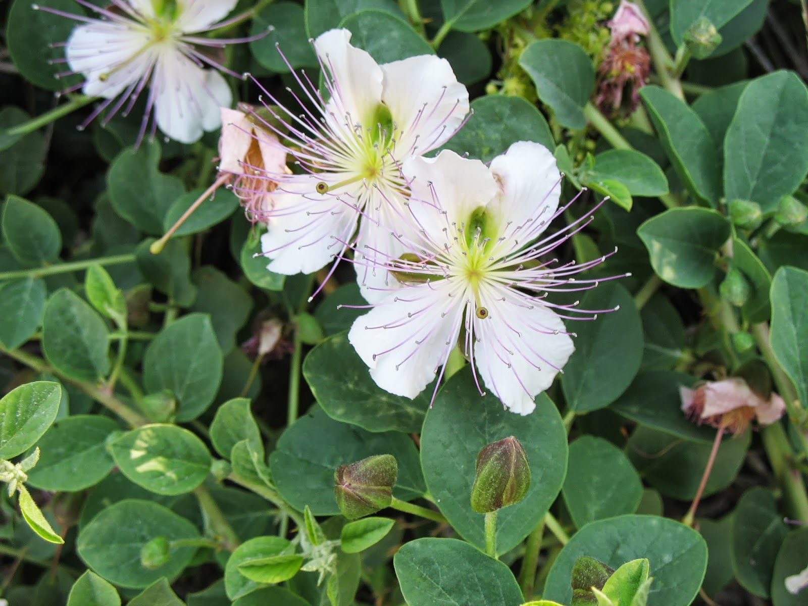 AL FUM DE LA XIMENERA : ALCAPARRAS O TÁPENAS, TALLOS Y ALCAPARRONES. SU ...