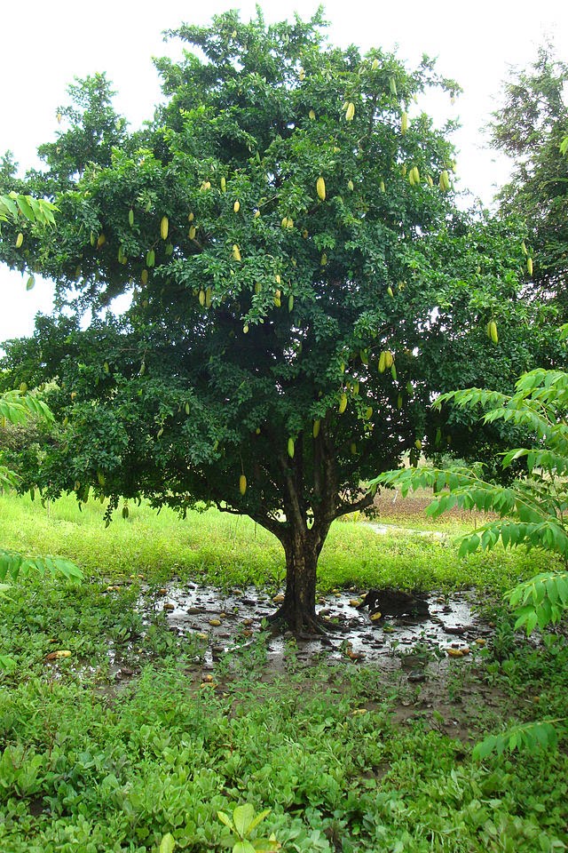 Flora y Fauna de Veracruz: VEGETACIÓN