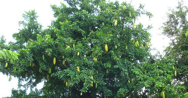 Flora y Fauna de Veracruz: VEGETACIÓN