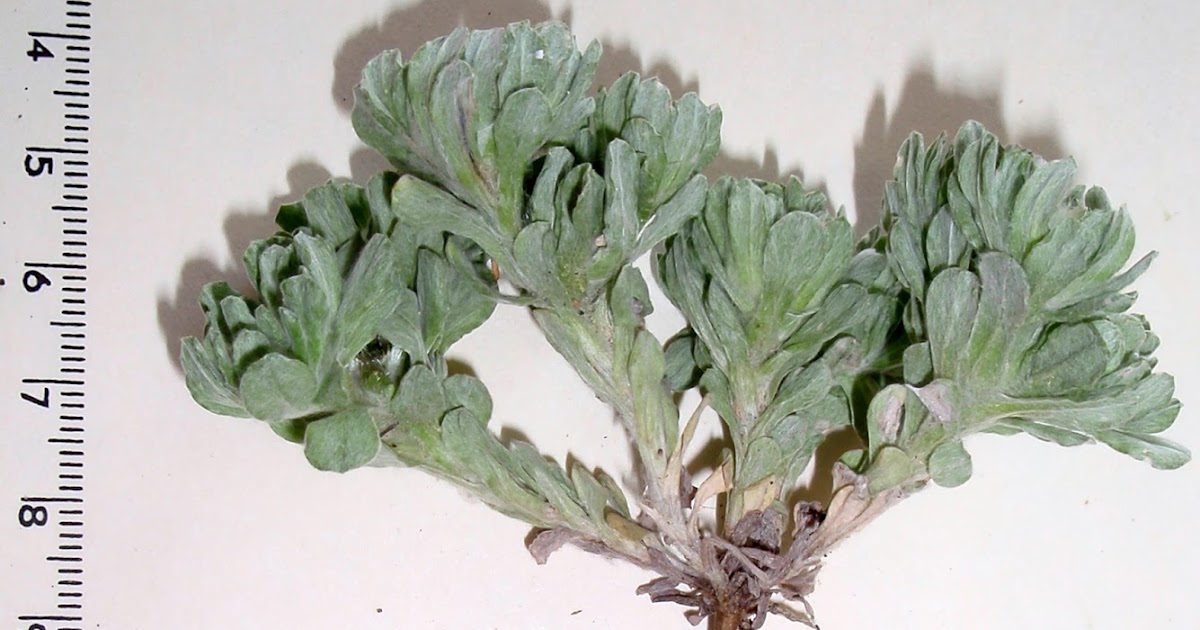 HERBARIO VIRTUAL DE BANYERES DE MARIOLA Y ALICANTE: Filago congesta ...