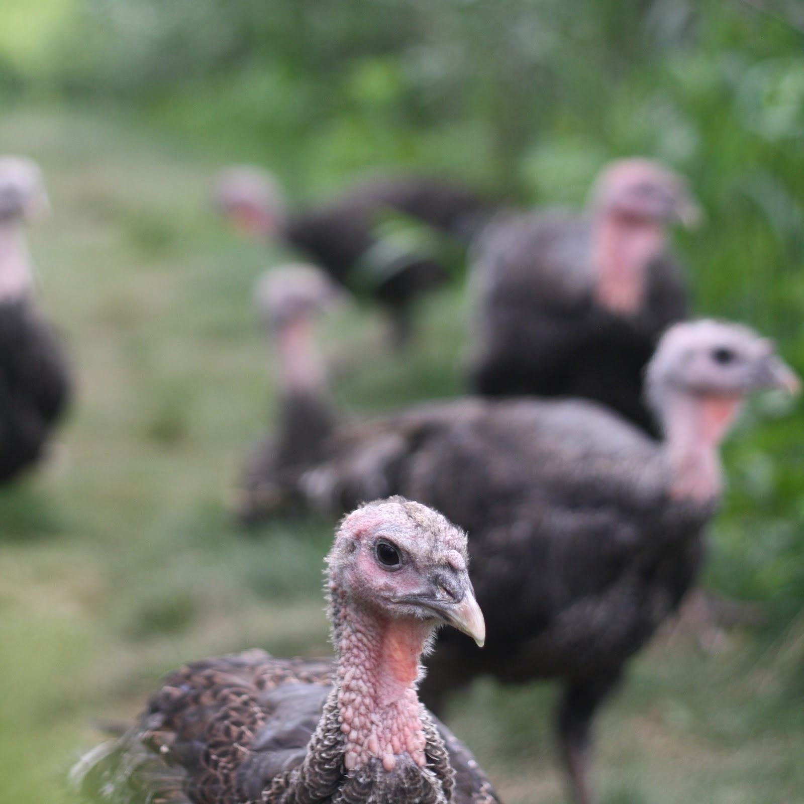 Diary of a Locavore: The Local Food Report: blueberries & fowl