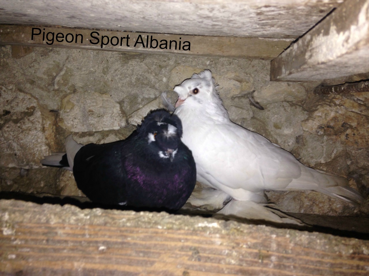 PIGEON SPORT ALBANIA: Pellumba me dy cafka (PIGEON 7 ALBANIA)