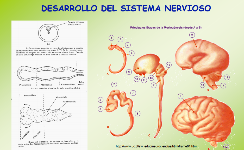 FISIOLOGÍA DEL SISTEMA NERVIOSO : SISTEMA NERVIOSO EN EL HUMANO