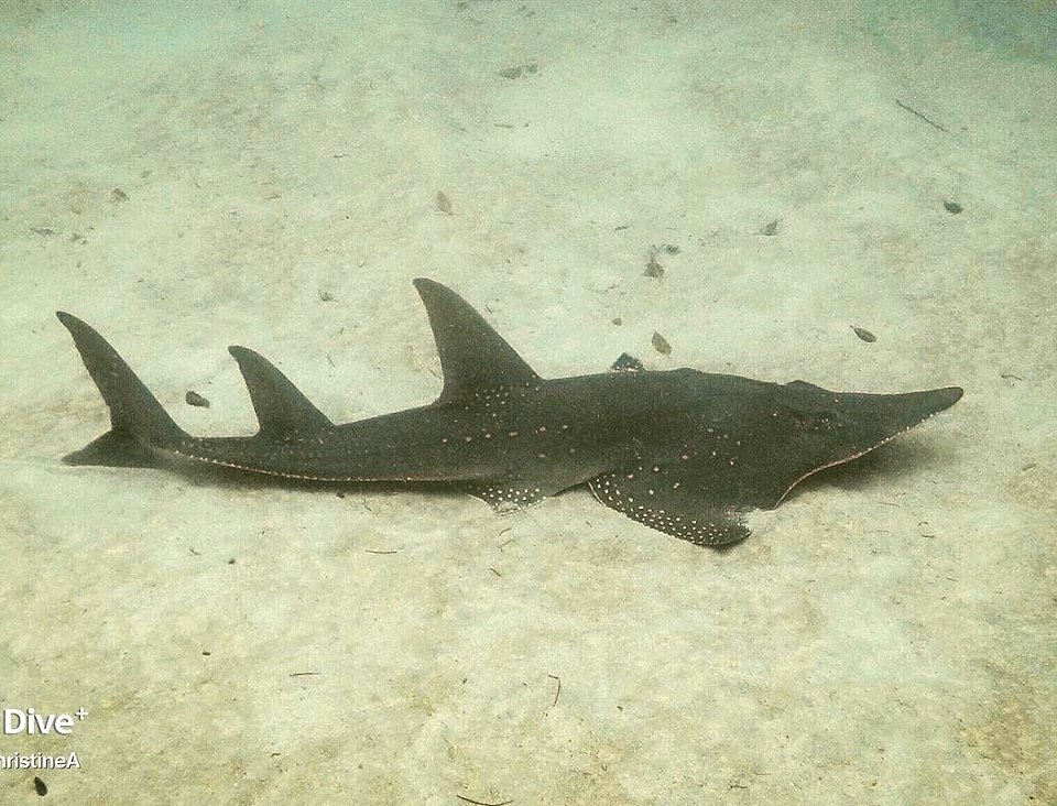 The Best Shark Dive in the World!: Mystery Wedgefish?