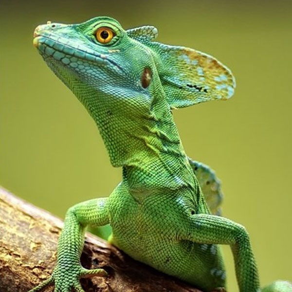 El ojo del buitre: Basilisco (Basiliscus)