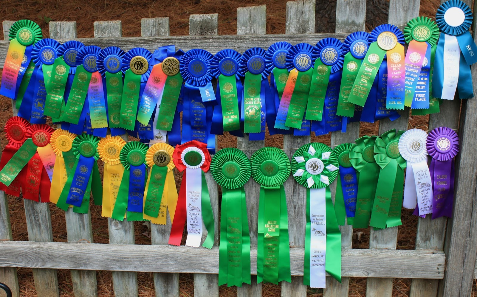 A Tail of Two Cardis: Wilson's Winnings on Wordless Wednesday