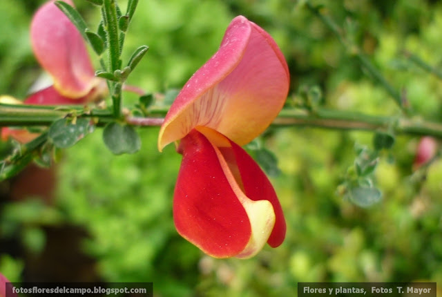 Flores y plantas silvestres: " Cytisus scoparius ". Retama negra ...