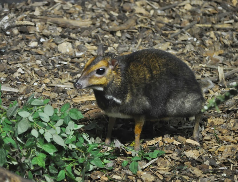 ZOOTOGRAFIANDO (6.100 ANIMALS): CIERVO RATÓN DE JAVA / JAVA MOUSE DEER ...