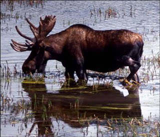 Entre Dedos: Os Alces