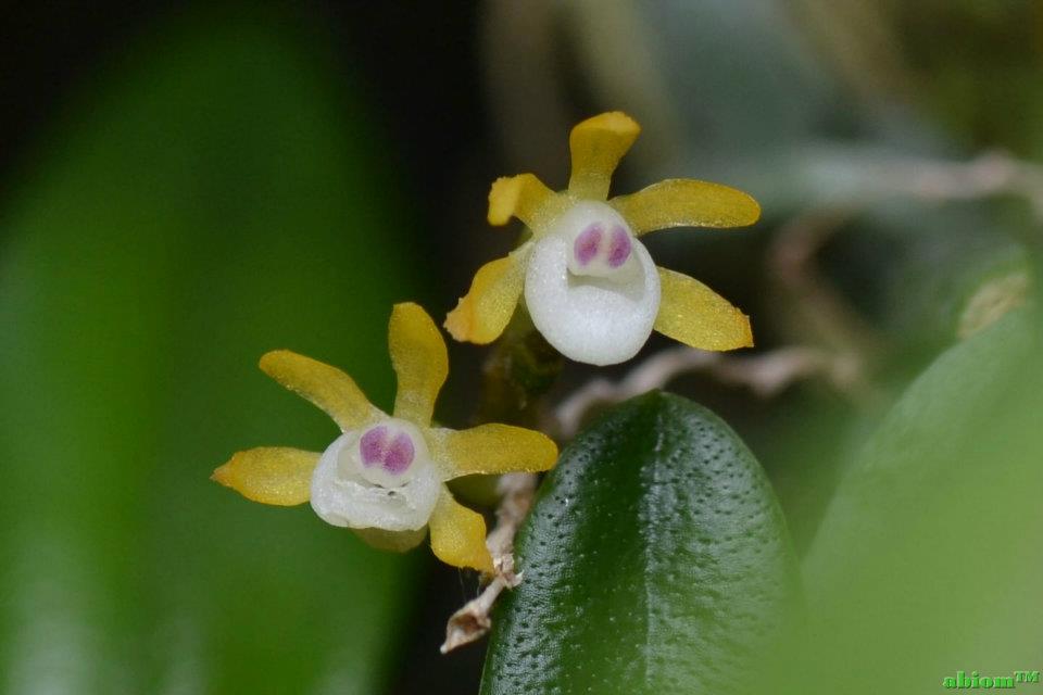 Taeniophyllum obtusum Blume, 1825