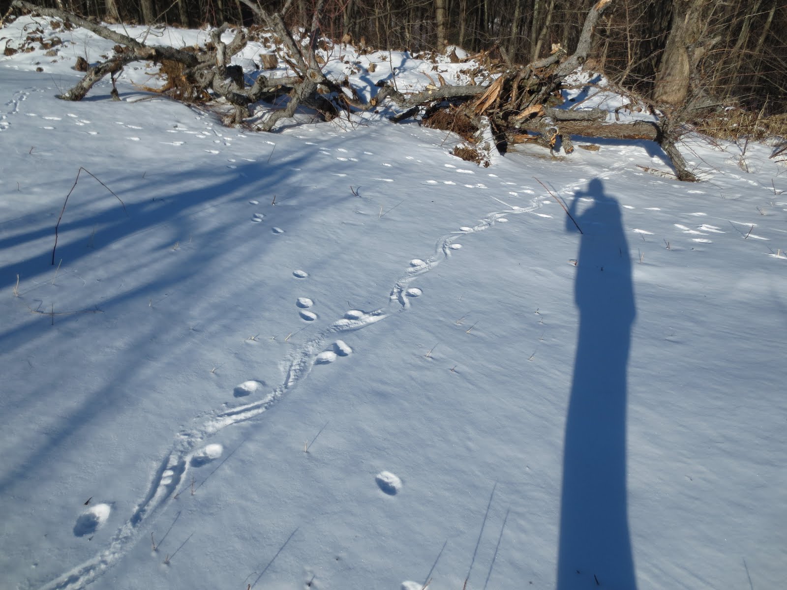 Animal Trackers of New England: Trail of bobcat tracks dragging rabbit