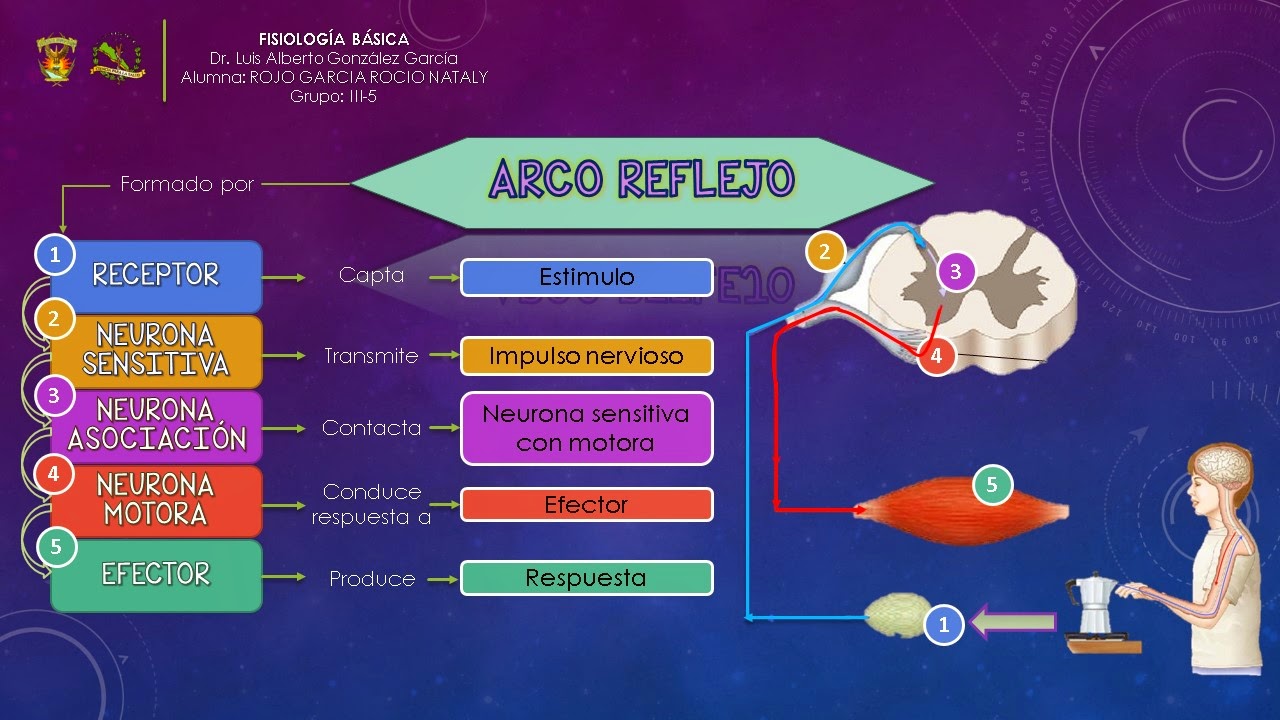 Fisiología ROGAR: VÍAS DESCENDENTES - ARCO REFLEJO