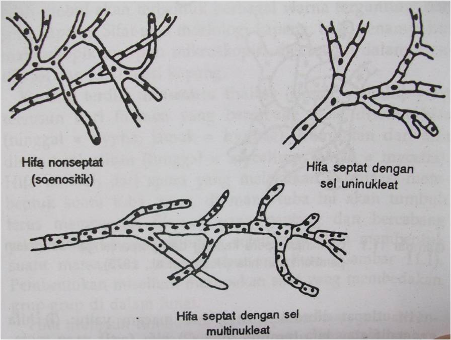 masa depan: TUGAS PARASIT KELOMPOK 3