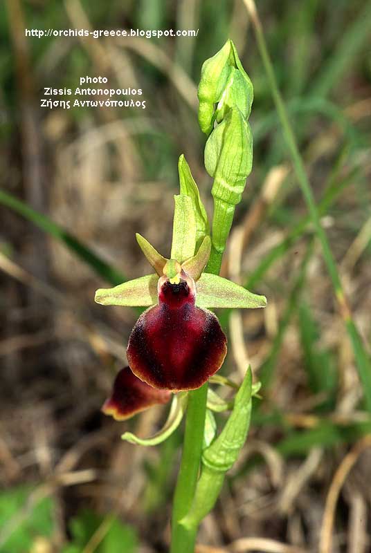 Orchids of Greece: Ophrys helenae