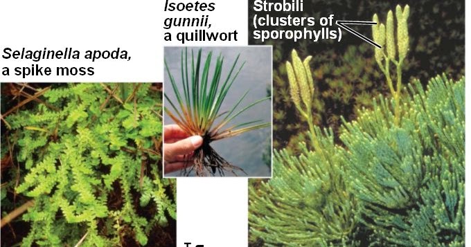 From pre-historic Charophytes to Angiosperms.A crash course in the ...