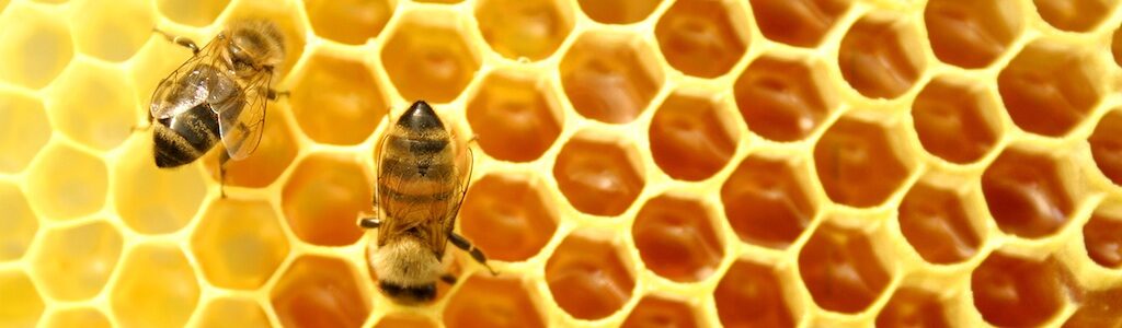 Two Men and a Little Farm: THE BAD BEES ARE GONE