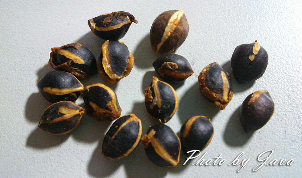 Plant & Seeds: Commiphora africana