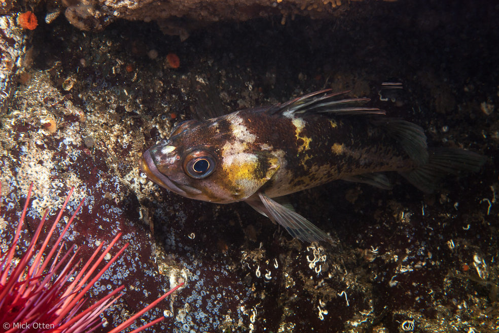 Mick's marine biology: Fish of Vancouver Island - some under threat of ...