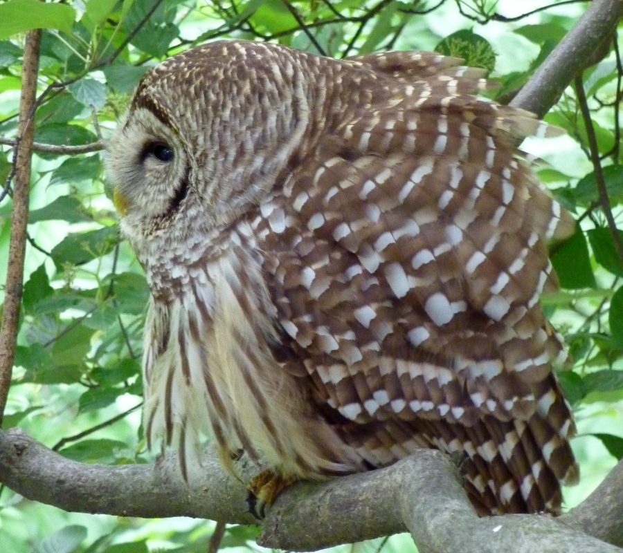 Another Side of this Life: A Second Owl Family