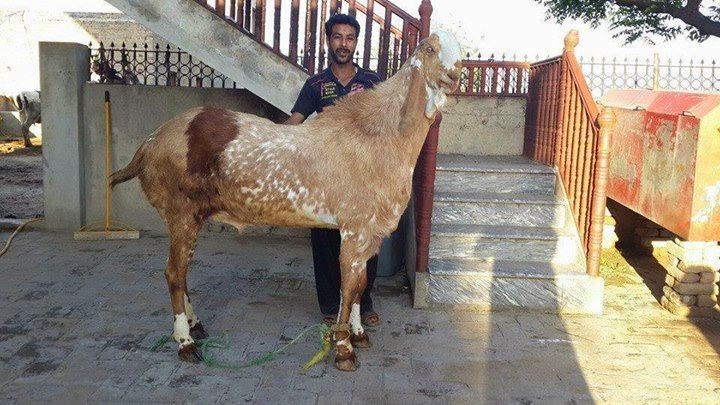 Pakistan's Largest Bakra - Urdu News From Pakistan and World