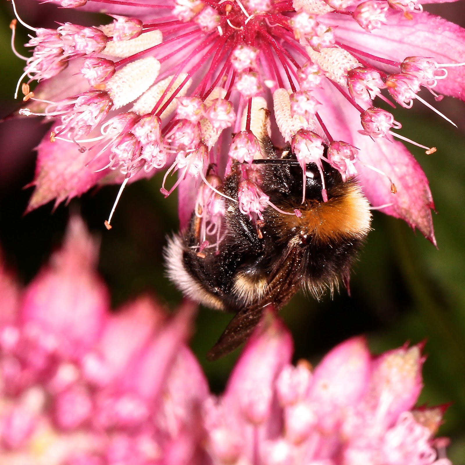 TrogTrogBlog: Homeless bees