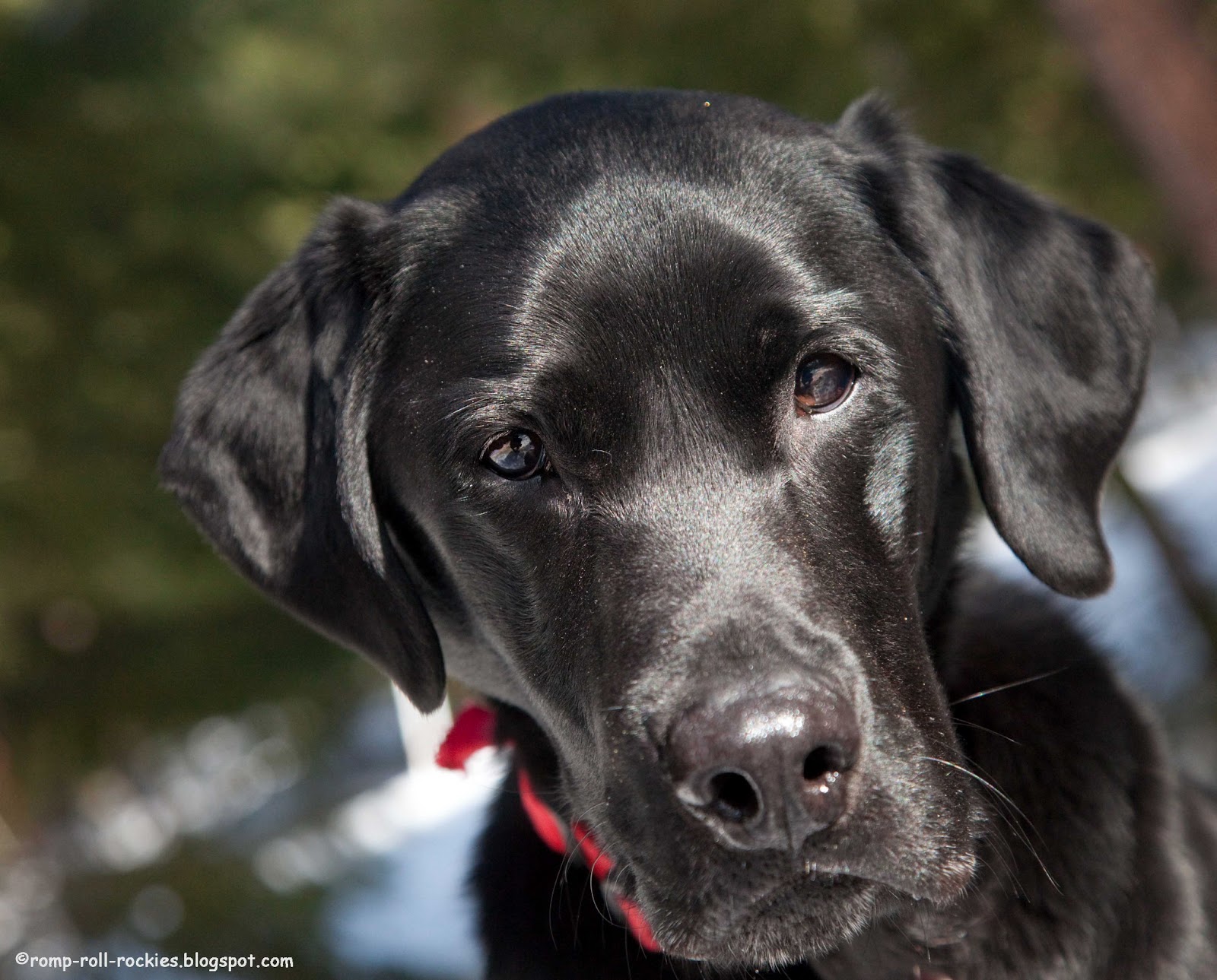 Romping and Rolling in the Rockies: Black Lab and Black & White Sunday