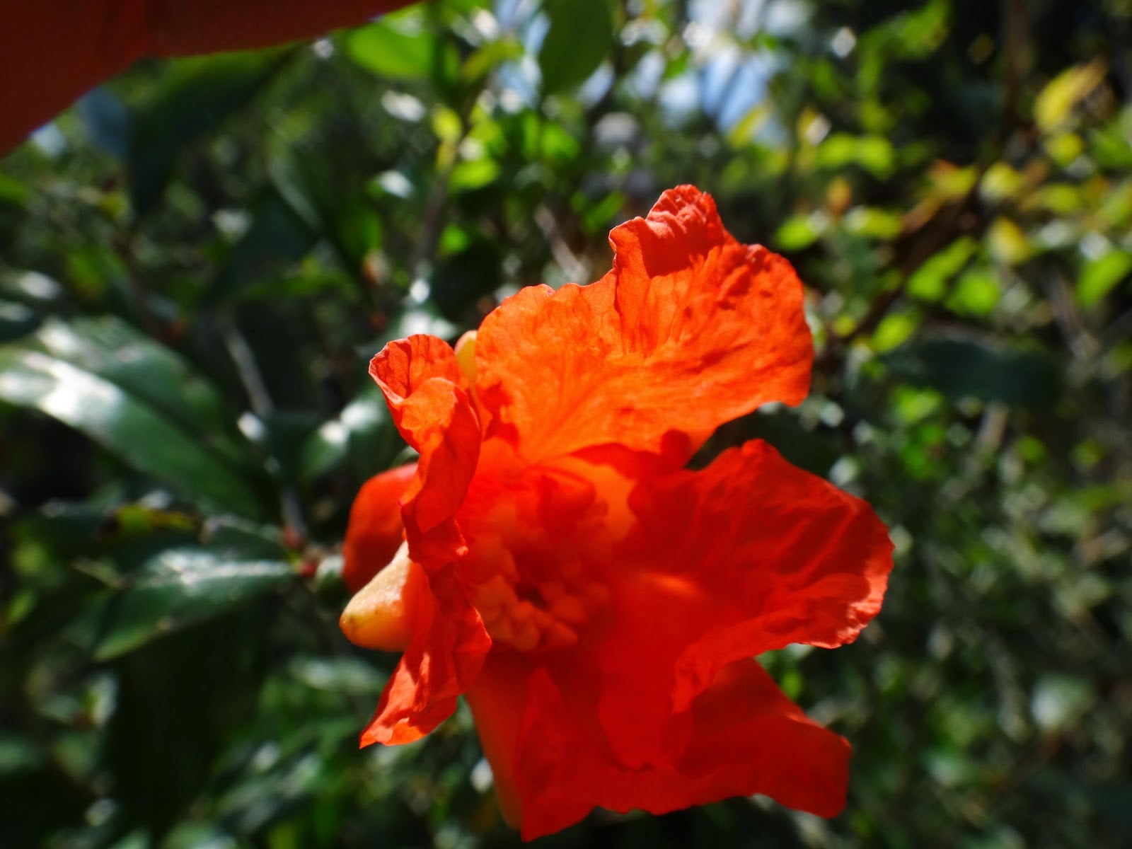 Uma flor por dia: Romã