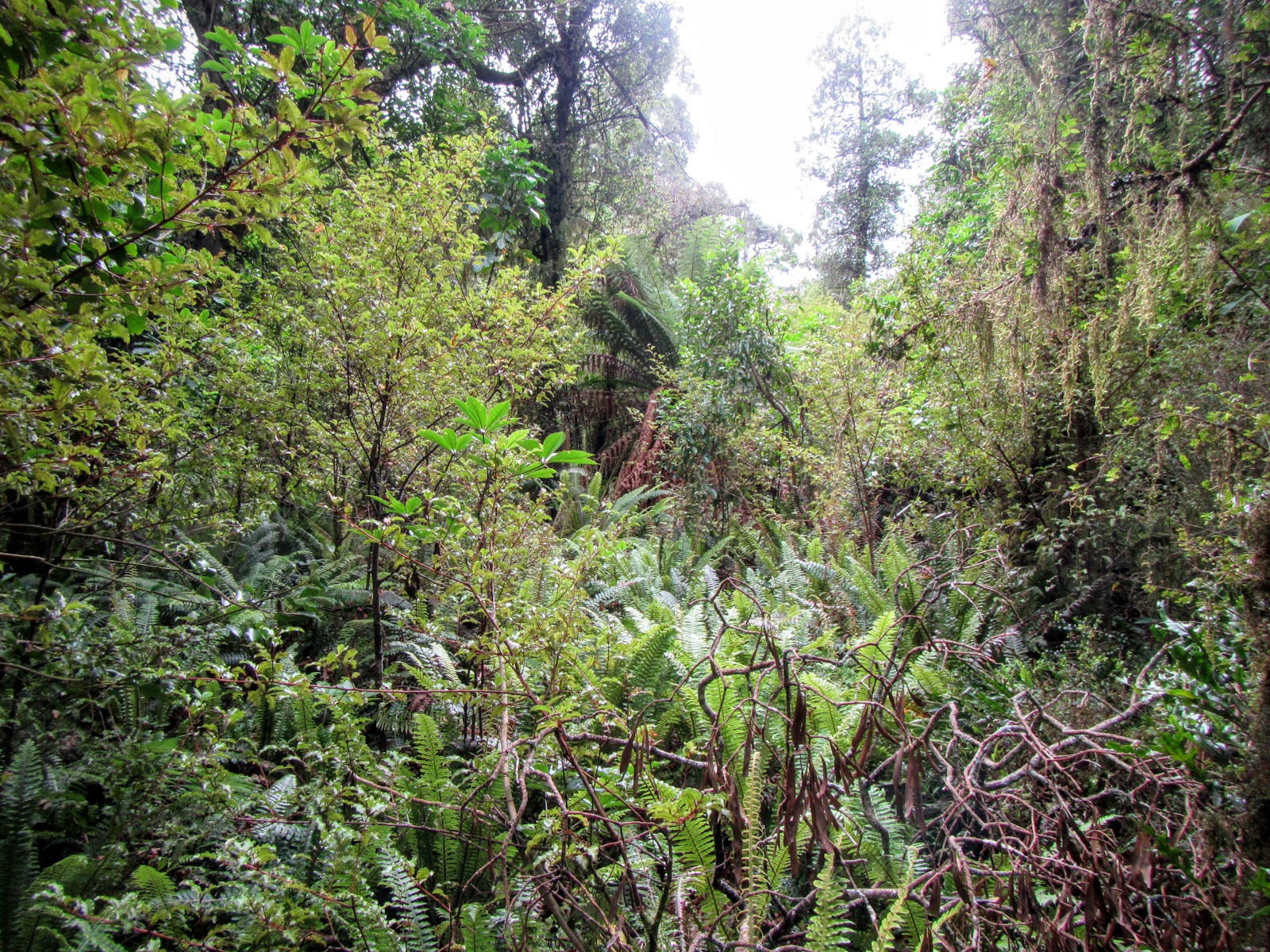 Tramping in the New Zealand backcountry: NZ Bush Adventures: Peel ...