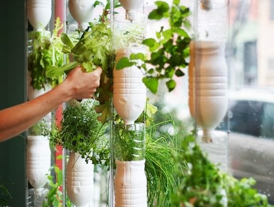 Green Revolution: How do window farms increase Food Security