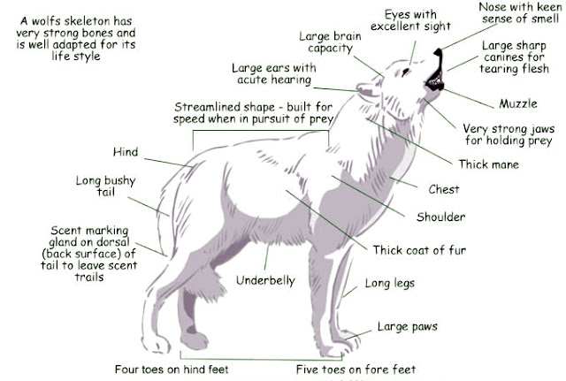 Canis lupus 101: Biology