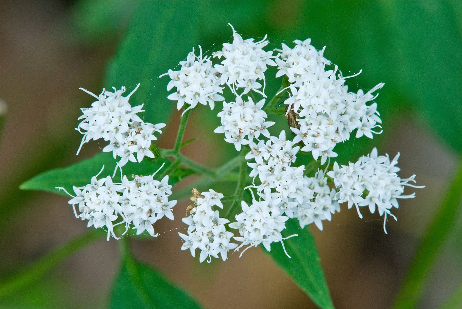 Indiana Plant A Day: Lateflowering Thoroughwort