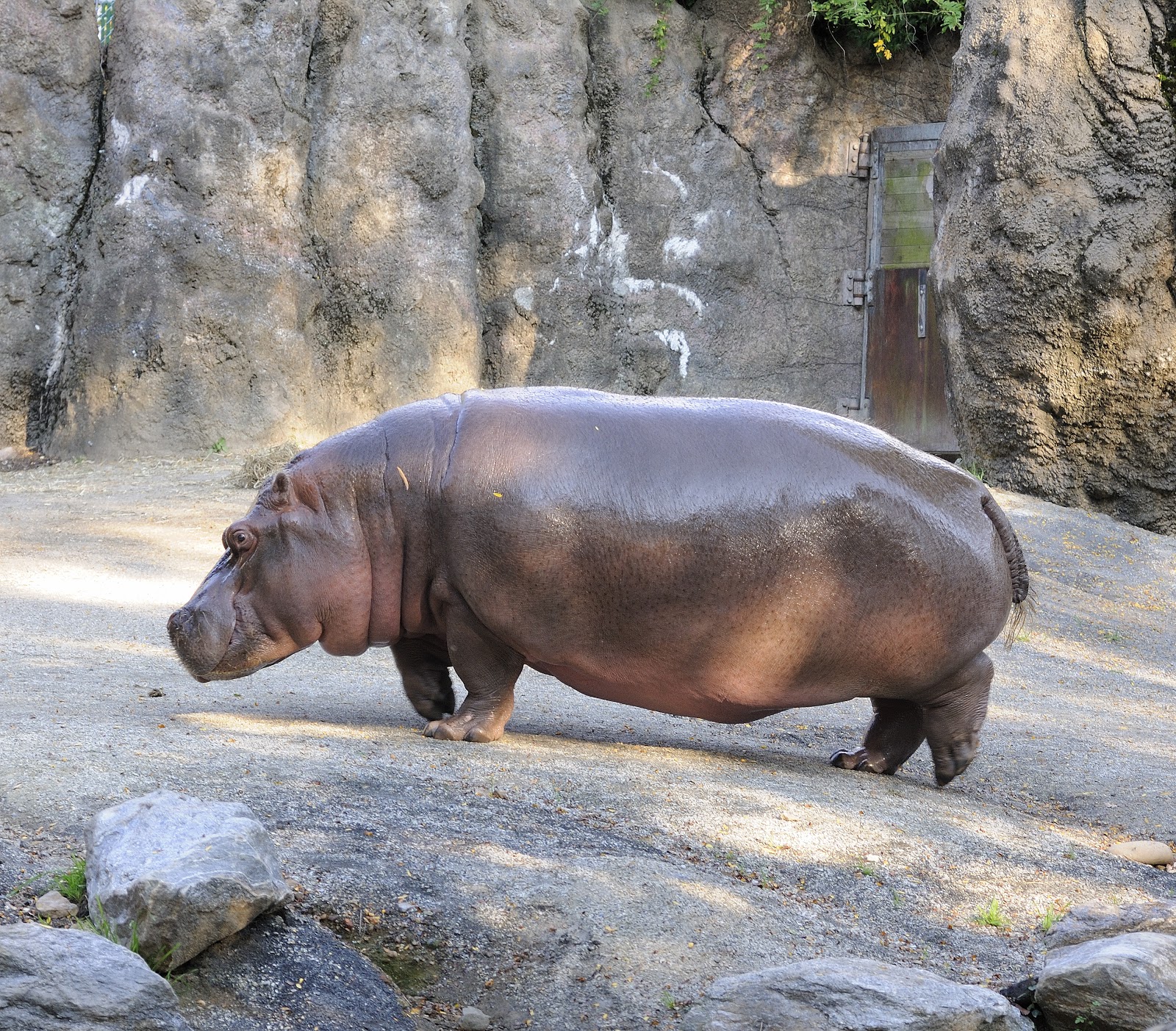 Our Zoo Blog: Philadelphia Zoo | Hippo | Oct. 2012