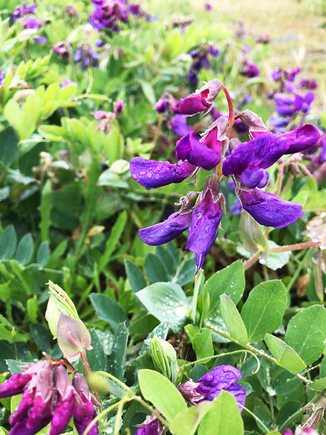 alisaburke: inspired by wild beach sweet peas (beach peas)