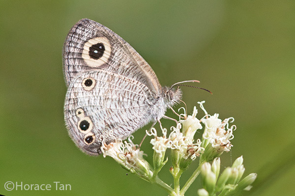 Butterflies of Singapore: Life History of the Common Four Ring