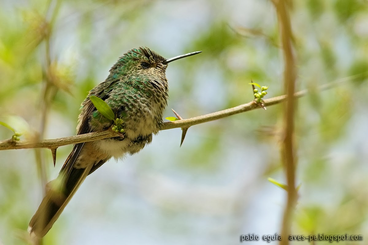 mis fotos de aves: Sappho sparganurus Picaflor Cometa Red-tailed Comet
