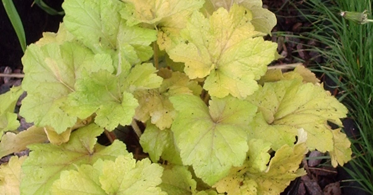 Heuchera Library: Heuchera 'Electra'