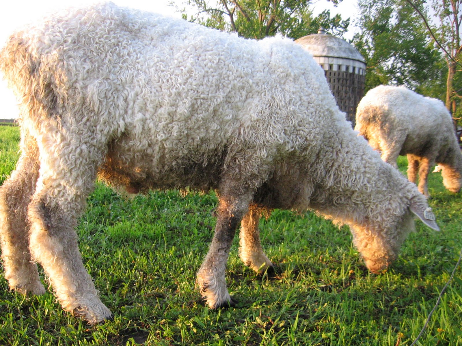 Rivenwood Tower News: Medieval Wool: Shearing