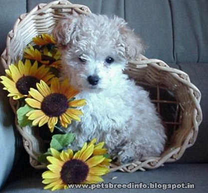 Daisy Dog HD Wallpapers Free Download | All About Dogs