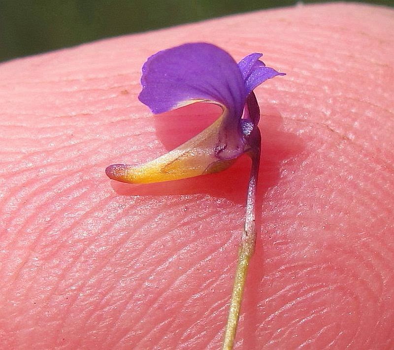 Esperance Wildflowers: Utricularia violacea - Violet Bladderwort