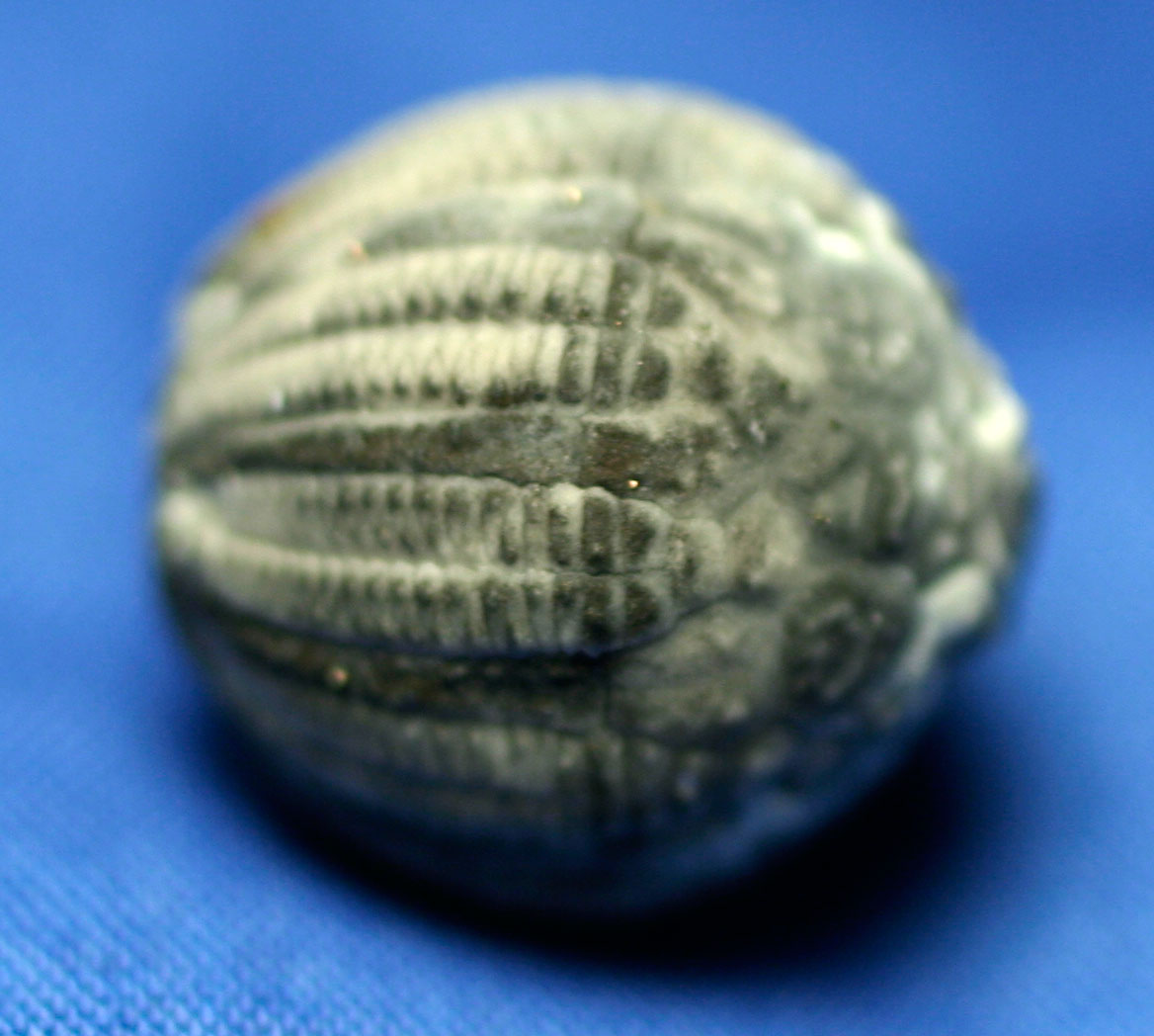 Louisville Fossils and Beyond: Eucalyptocrinus elrodi Crinoid Calyx Fossil