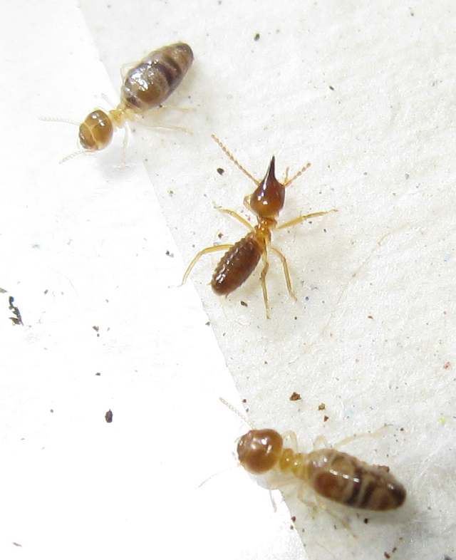 Photos and Info on Ants and Termites of Malaysia: Bulbitermes